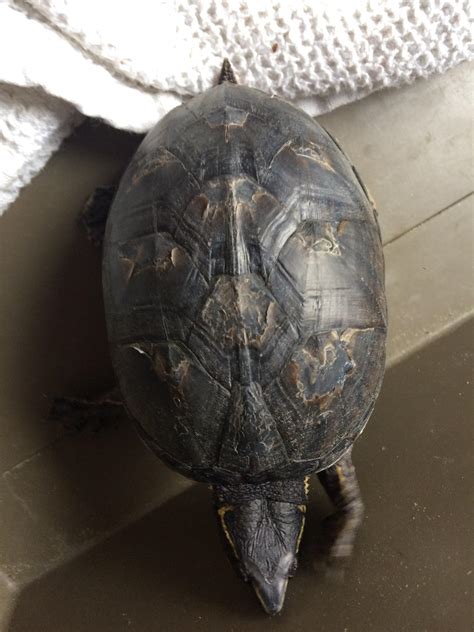 Shell Shed Or Rot Picked Up Musk Turtles Today R Turtle