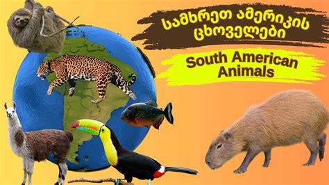 სამხრეთ ამერიკის ცხოველები Youtube