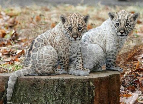 Rare Jaguar Cubs Leucistic Jaguar White Jaguar Cub Albino Jaguar
