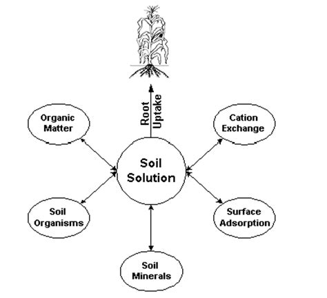 Tools Of The Trade Nutrient Availability Nutrient Sources Minnesota Soybean