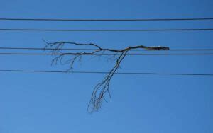 Tree Branches Touching Power Lines Green Vista Tree Care