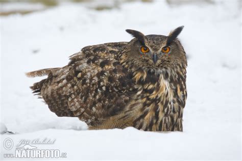 Bubo bubo Pictures, Eagle Owl Images, Nature Wildlife Photos | NaturePhoto