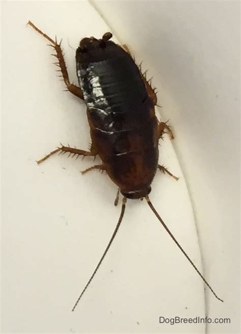 Pictures Of The Cockroach Along With Information Nicknamed Waterbug