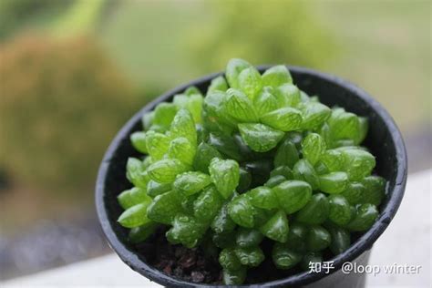 从入门到精通玉露品种介绍 知乎