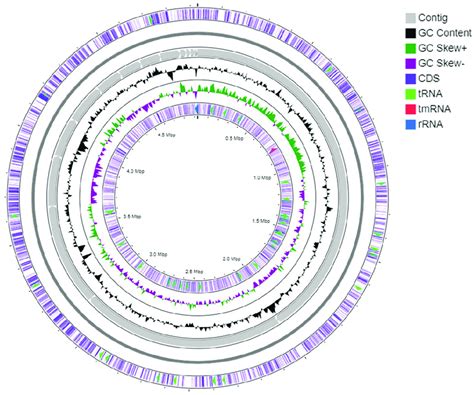 Graphical Genome Map Of Strain S 51 T Rna Genes Trnas Light Green Download Scientific