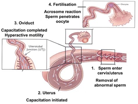 L6 Fertilisation And Blastocyst Development Flashcards Quizlet