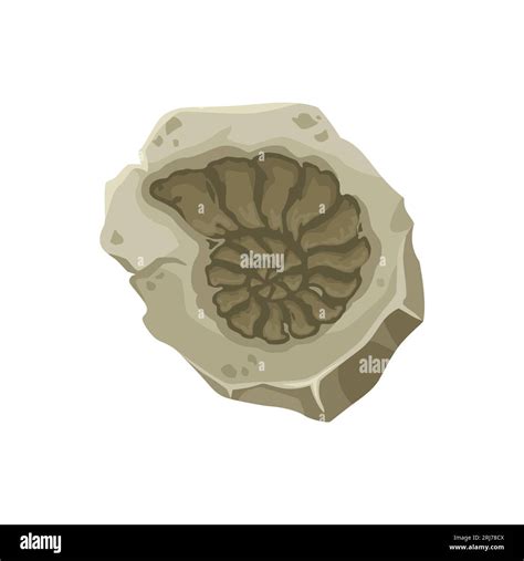 Marine Fossil Ancient Stone Nautilus Seashell Imprint Vector Underwater Paleontology Cartoon