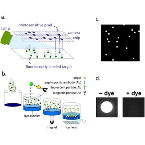 Culture Clostridium Difficile Test Price In Delhi Cost Near Me India Ganesh Diagnostic