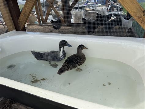 Any Insight Into Sex R Duck