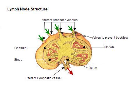 Lymphatic System Overview Components And Conditions Lesson