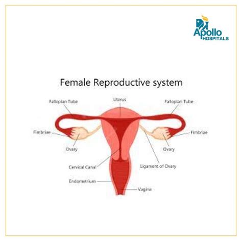 Ovarian Transposition Surgery To Preserve Female Fertility After Cancer