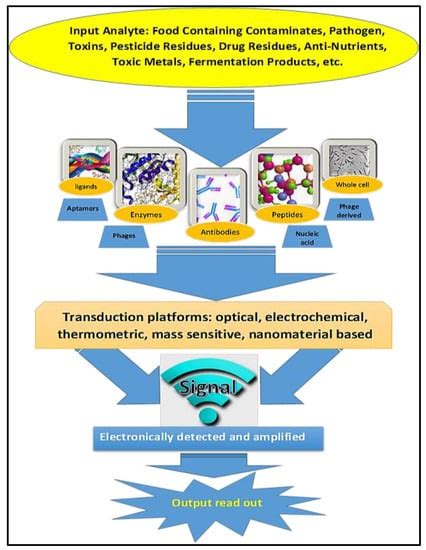 Application Of Biosensors For Detection Of Pathogenic Food Bacteria A Review