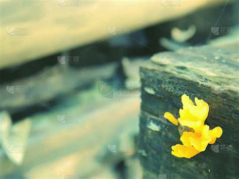 罕见的穆什罗姆