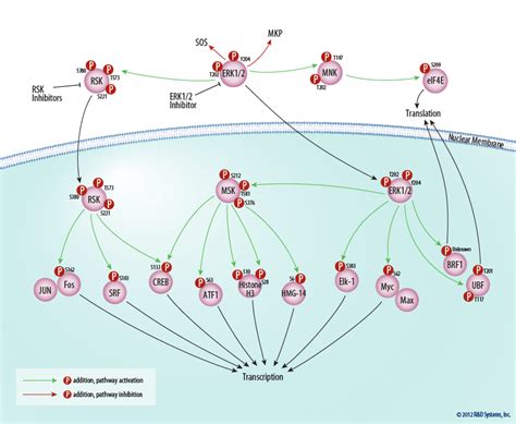 The Erk Signal Transduction Pathway Randd Systems