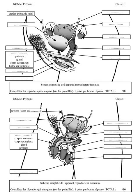 Évaluation Schéma Appareils Reproducteurs Organes Génitaux
