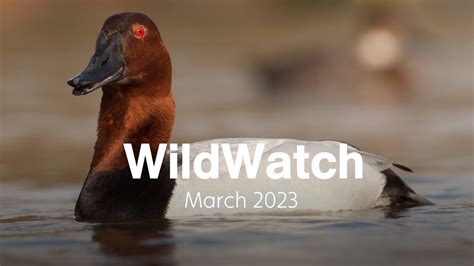 Canvasback Duck Pictures