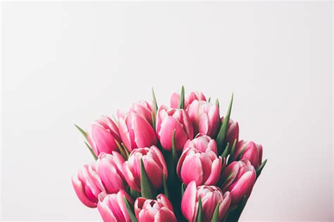 흰색 배경에 만개한 신선한 튤립의 아름다운 무리 텍스트에 대한 음수 공간입니다 봄 꽃입니다 0명에 대한 스톡 사진 및 기타 이미지 Istock