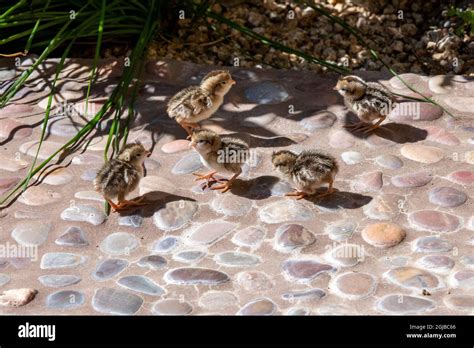 Usa Arizona Buckeye Five Newly Hatched Gambels Quail Chicks Stock
