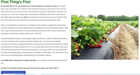 10 Mara Des Bois Strawberry Plants Sweet Everbearing Berries