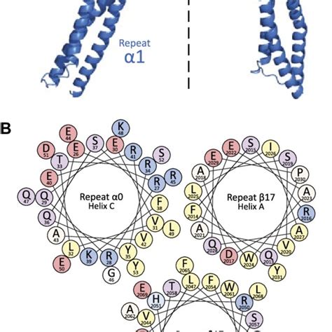 Pdf Crystal Structure And Functional Interpretation Of The Erythrocyte Spectrin
