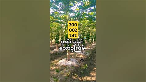 3dချဲပေါက်သီး ကြိုက်လျင်ယူပါကံကောင်းကြပါစေ💸💵💰 Youtube