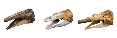 The Narluga New Insights From Old Bones The Scientist Magazine®