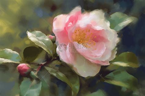 粉红色山茶花插画插画图片下载 正版图片600018756 摄图网