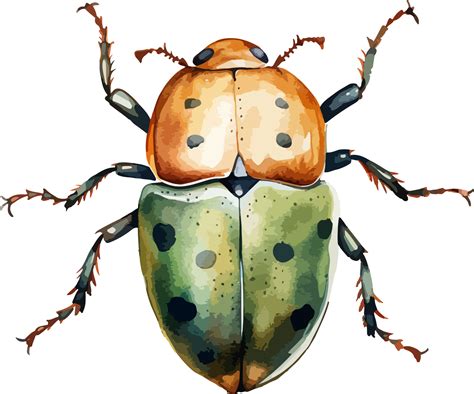 Beetle Clipart Design Illustration 46338855 Png