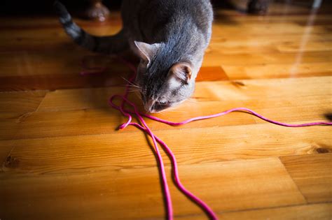 Why Do Cats Like String What Makes It Fun To Watch And Play With