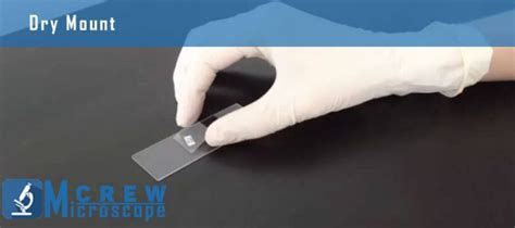 How To Prepare Microscope Slides Microscope Crew