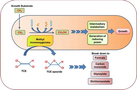 Methane Monooxygenase In Methanotrophic Bacteria Methanotrophic Download Scientific Diagram