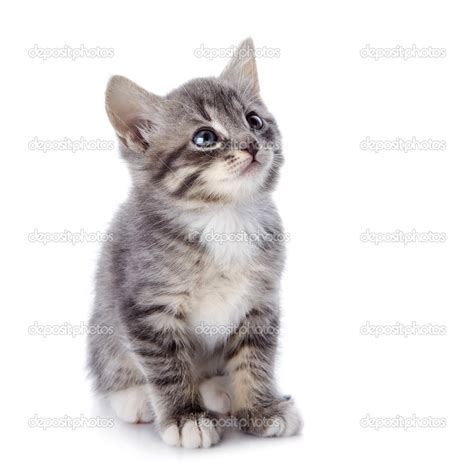 Gatito Rayado Gris Y Blanco El Color De Los Gatos Pura Genética