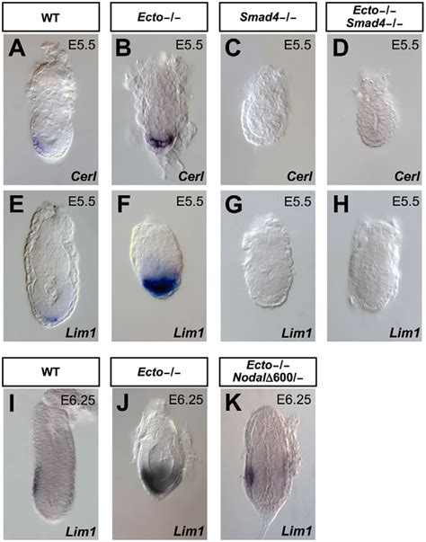 Figure 2 From Negative Control Of Smad Activity By Ectodermintif1γ