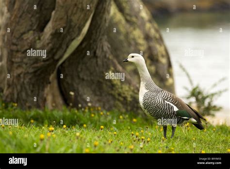 Magellan Or Upland Goose Chloephaga Picta Tierra Del Fuego National