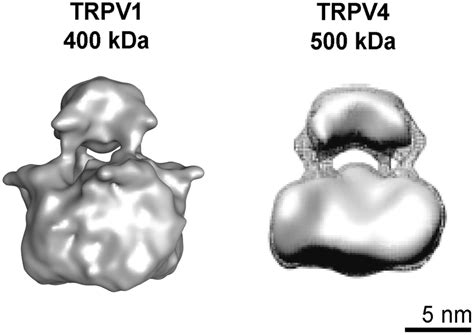 Similarity Of Structures Of Trpv1 Left Moiseenkova Bell Et Al 2008 Download Scientific