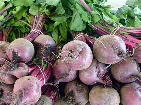 ჭარხალი Agronews Ge