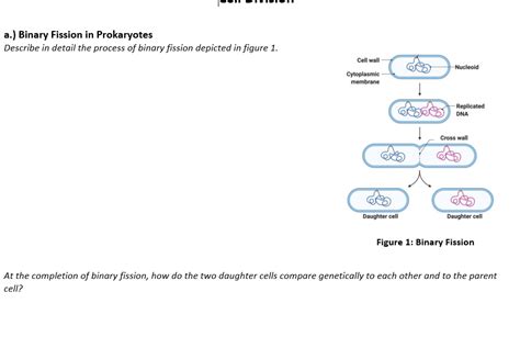 Solved A Binary Fission In Prokaryotes Describe In Detail Chegg Com