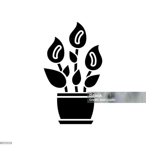 평화 백합 블랙 글리프 아이콘입니다 Spathiphyllum Wallisii 실내 흐름 공장 흰색 꽃과 우아한 옷장 식물 하우스 플랜트 흰색 공간에 실루엣 기호입니다 벡터