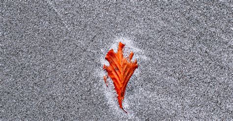 가을 가을 낙엽 격리 경치 계절의 변화 고독 고요한 고요한 풍경 고요함 난색 단순한 단순한 아름다움 단일 잎 대조 땅 떨어지다 모래 미니멀