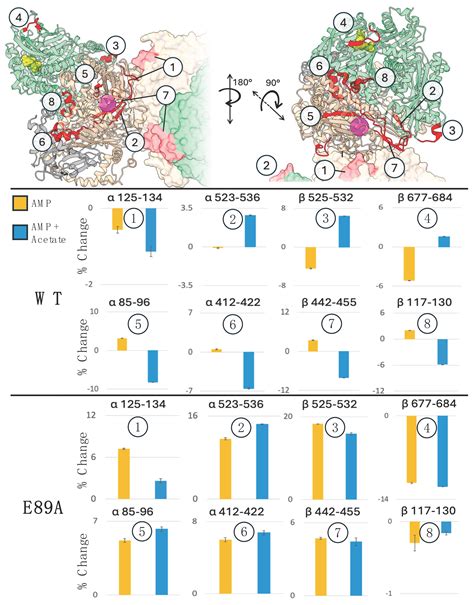 Long Range Allosteric Communication Modulated By Active Site Mnii