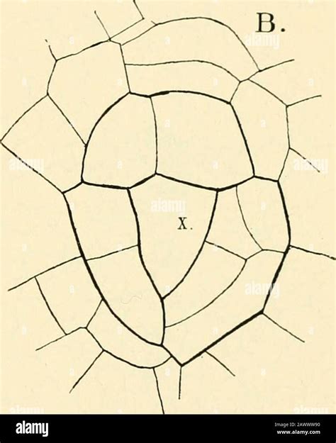 Root Apex Hi Res Stock Photography And Images Alamy