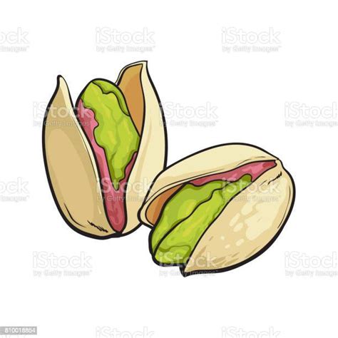 두 피스타치오 너트 손으로 그려진된 격리 스케치 스타일 벡터 일러스트 레이 션 갈색에 대한 스톡 벡터 아트 및 기타 이미지 갈색 개체 그룹 건강한 식생활 Istock