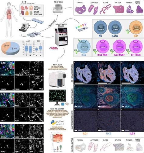 Inserm Toulouse Publishes Nature Paper On Ilcs In Lymphoid Tissues