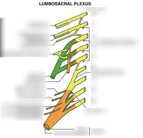 Lecture 18 Diagram Of Lumbosacral Plexus Diagram Quizlet