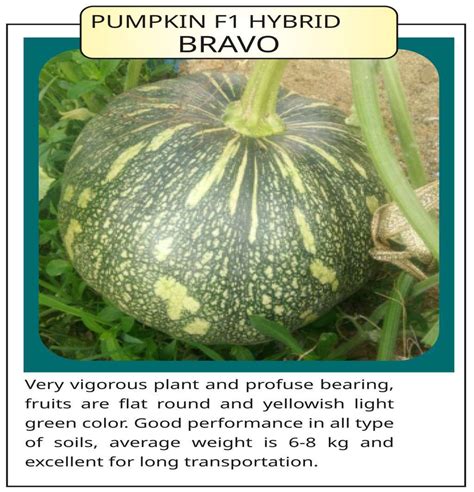 Pimpkin F1 Hybrid Bravo Crystal Seeds