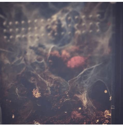 Sex My Tarantula Rpetkeepercirclejerk