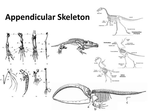 Ppt Appendicular Skeleton Powerpoint Presentation Free Download Id