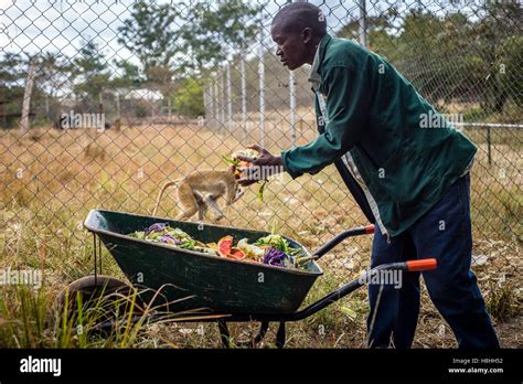 A Worker Of The Munda Wanga Environmental Park Feeds Monkeys With Fresh