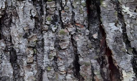 Macro Photograph Captures An Ancient Tree Bark Stock Illustration Illustration Of Outdoor