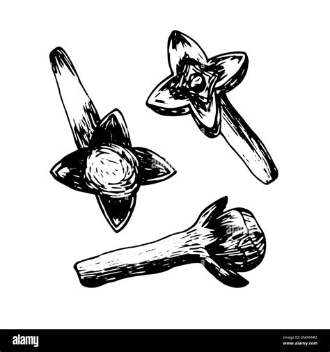 Vector Cloves Illustration Set Stock Vector Image And Art Alamy